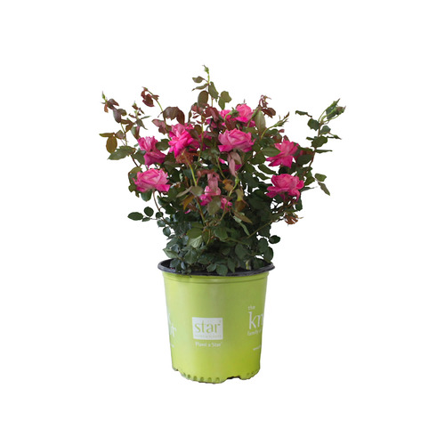 Grocery Store | Low Prices | Lidl US