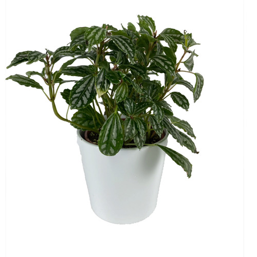 Grocery Store | Low Prices | Lidl US