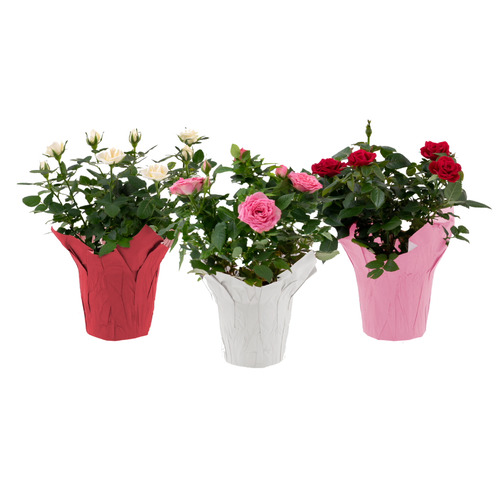 Grocery Store | Low Prices | Lidl US